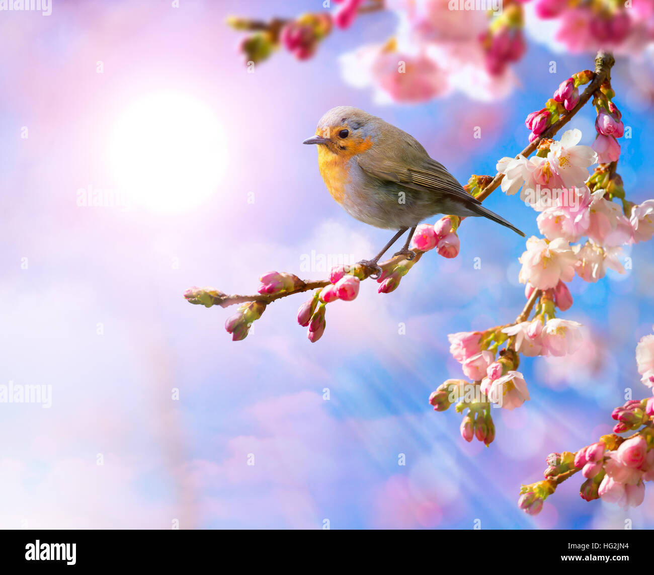 abstract Spring border background with pink blossom Stock Photo - Alamy