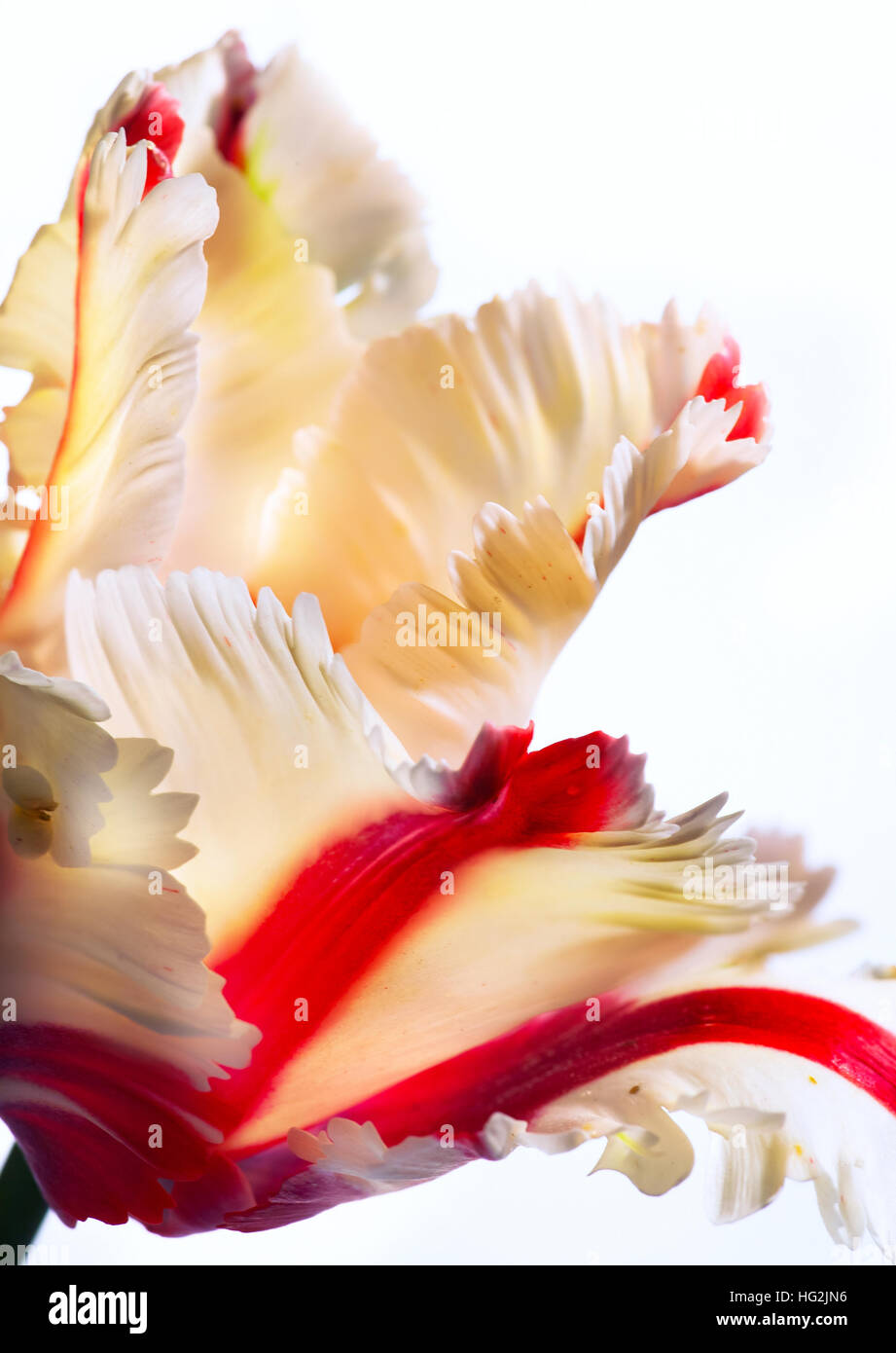 beautiful spring flowers isolated on white background Stock Photo - Alamy