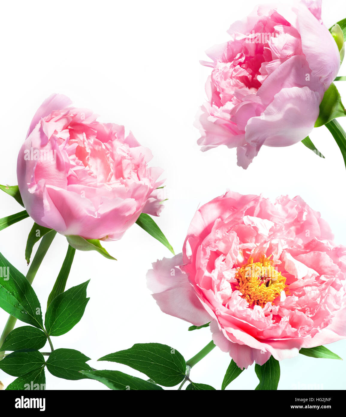 beautiful spring flowers isolated on white background Stock Photo - Alamy