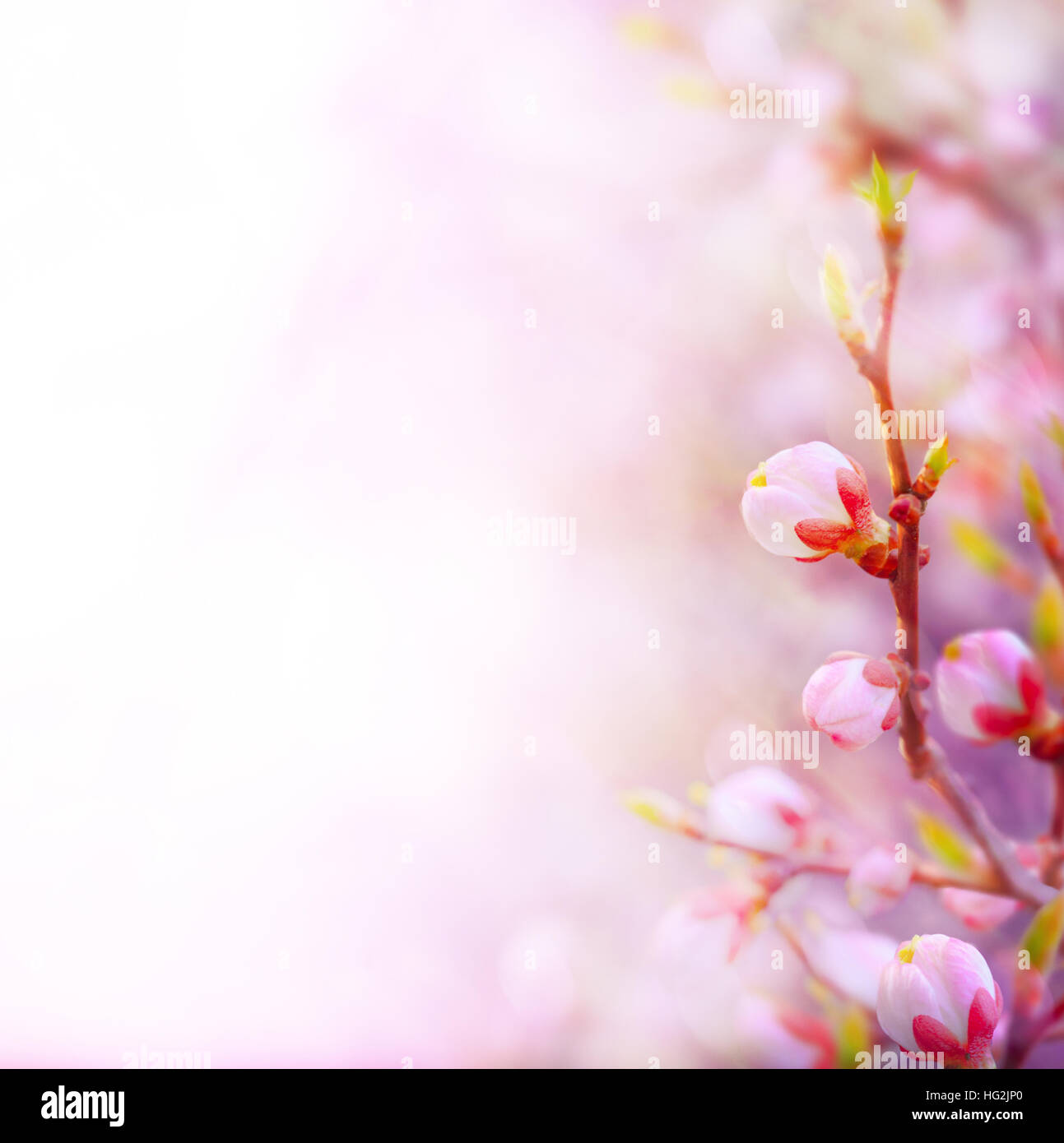 Beautiful spring blossoming tree on sky background Stock Photo - Alamy