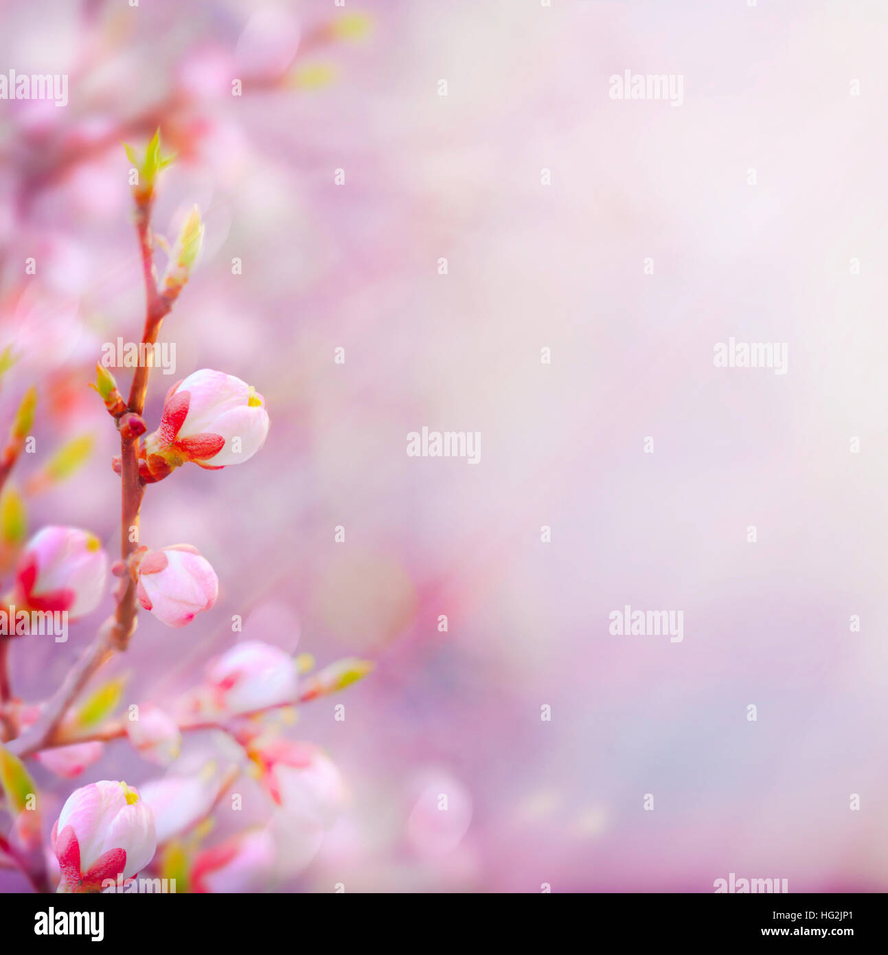 Beautiful spring blossoming tree on sky background Stock Photo - Alamy