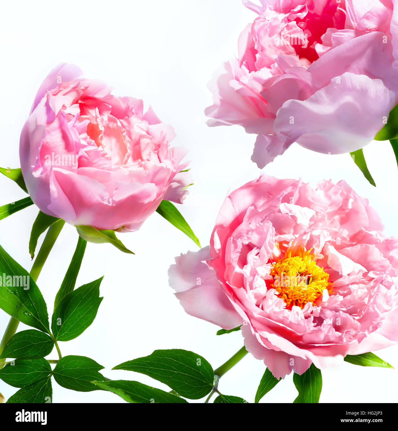 art beautiful spring flowers isolated on white background Stock Photo ...