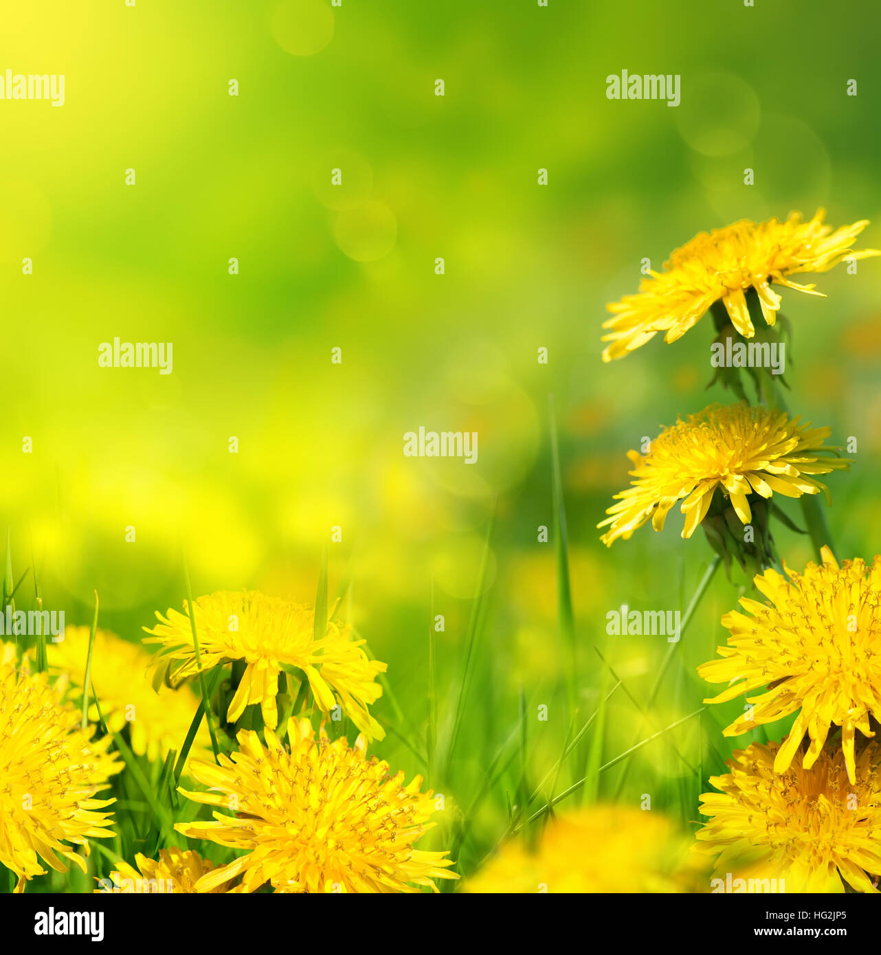 art Beautiful spring flowers background Stock Photo - Alamy