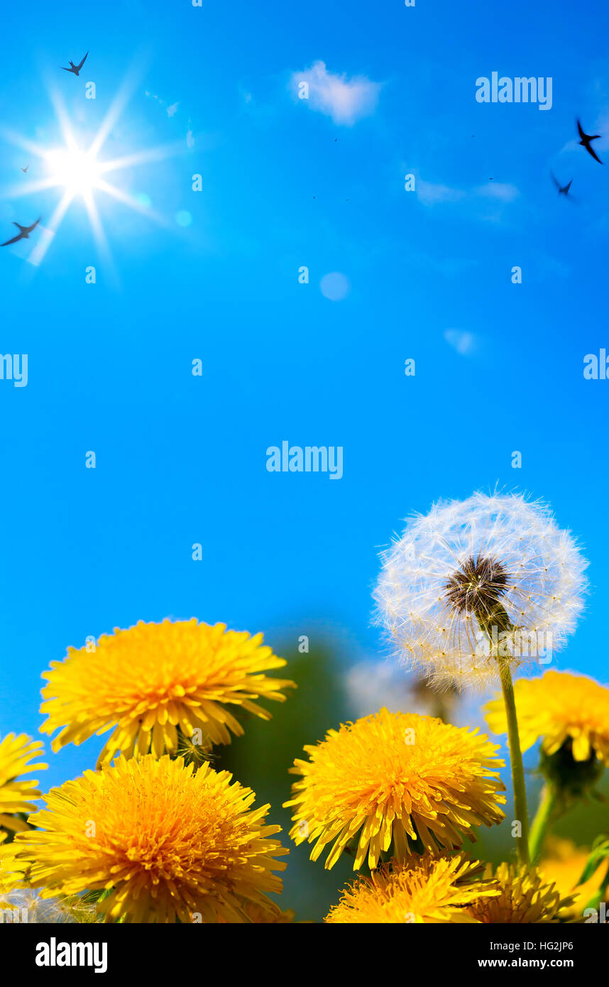 art Beautiful spring flowers background Stock Photo - Alamy