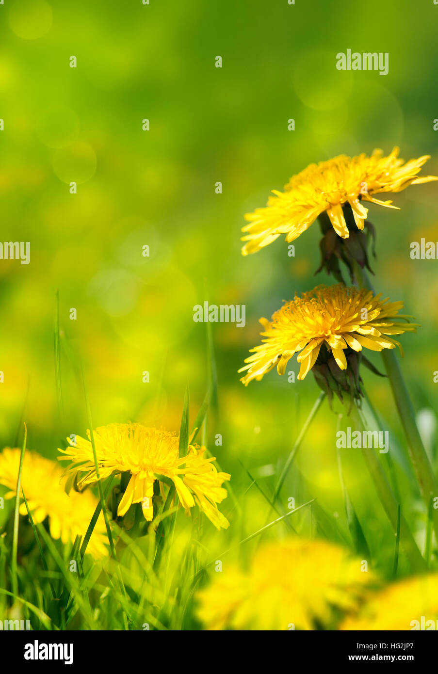 art Beautiful spring flowers background Stock Photo - Alamy