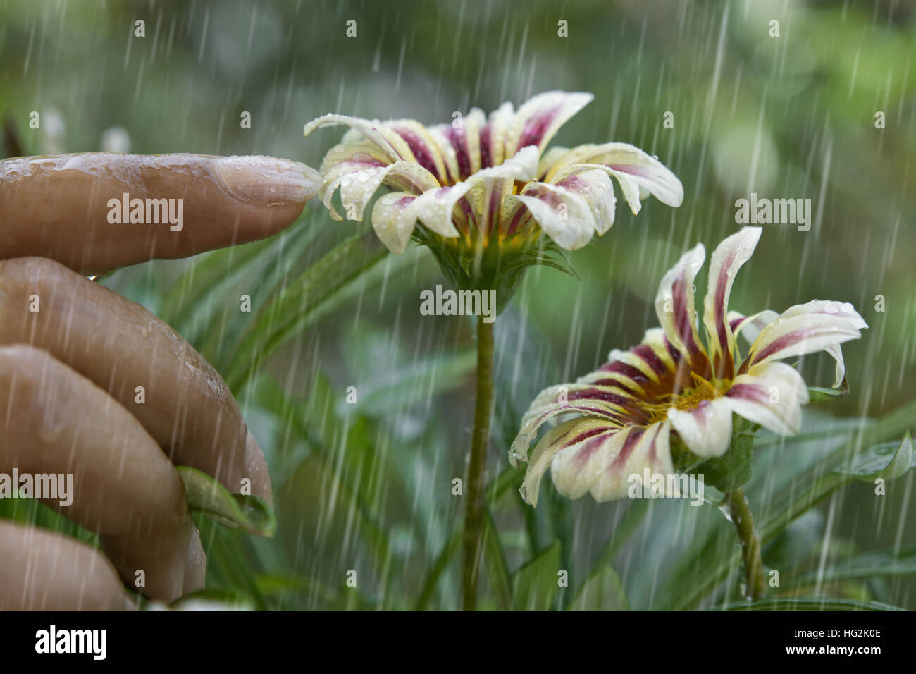 Woman hand touching flower hi-res stock photography and images - Alamy