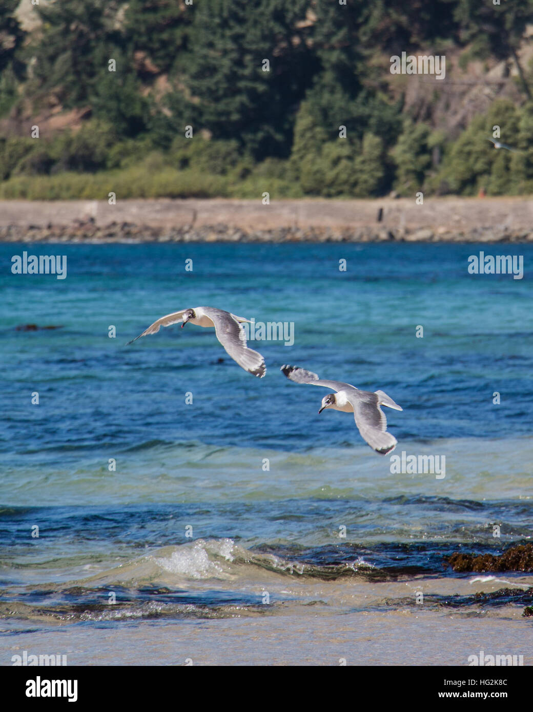 Birds by the ocean Stock Photo - Alamy