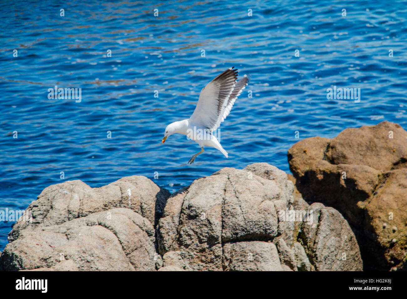 Birds by the ocean Stock Photo - Alamy