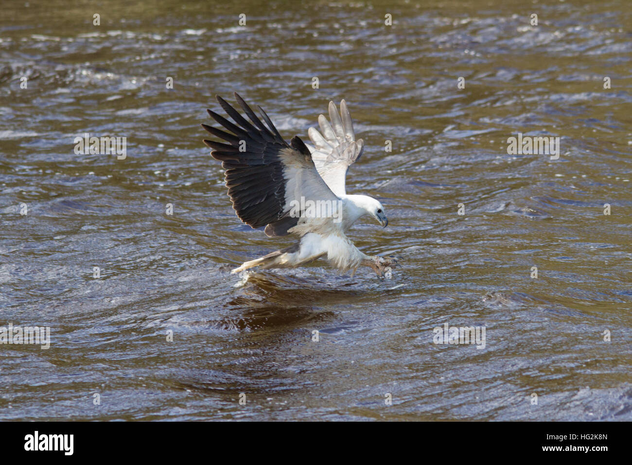 White-bellied Sea Eagle (Haliaeetus leucogaster) catching a fish Stock ...