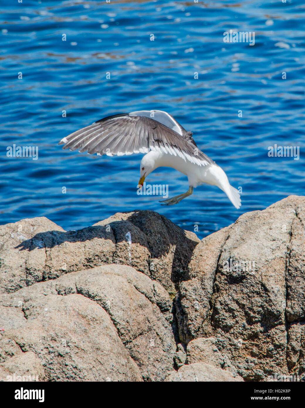 Birds by the ocean Stock Photo - Alamy