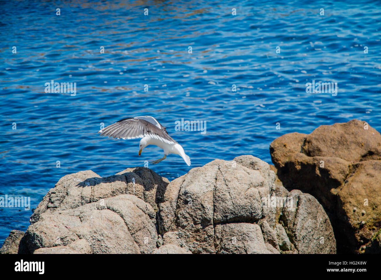 Birds by the ocean Stock Photo - Alamy