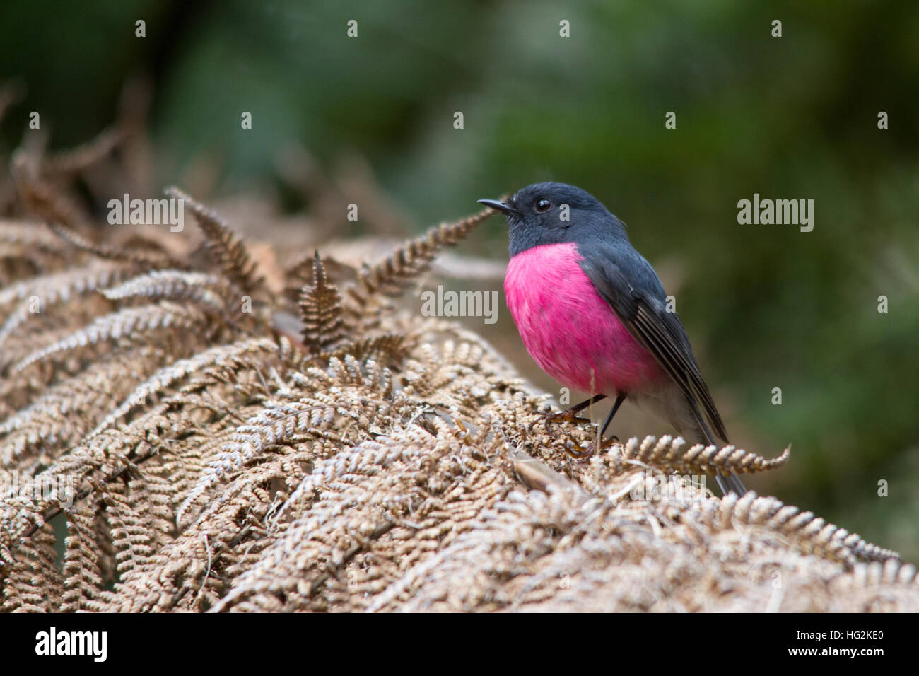 Pink robin australia hi-res stock photography and images - Alamy