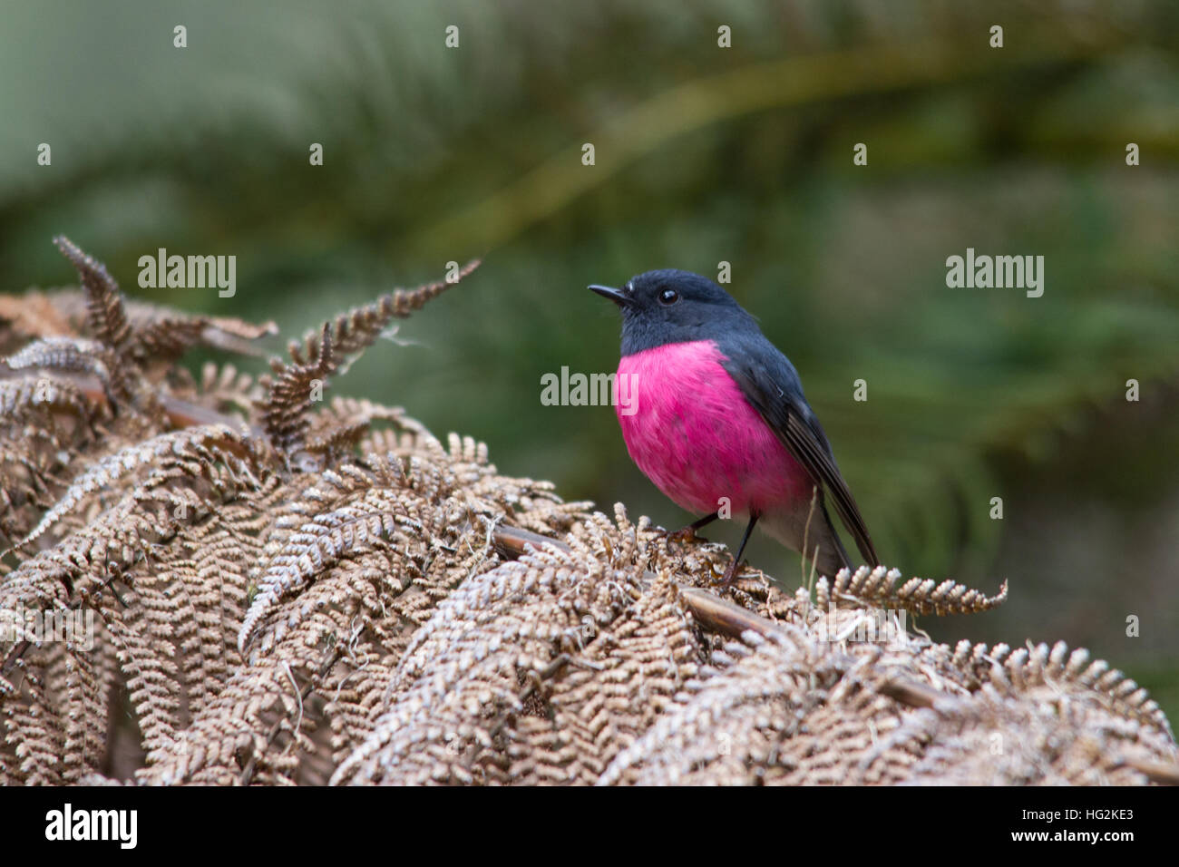 Pink robin australia hi-res stock photography and images - Alamy