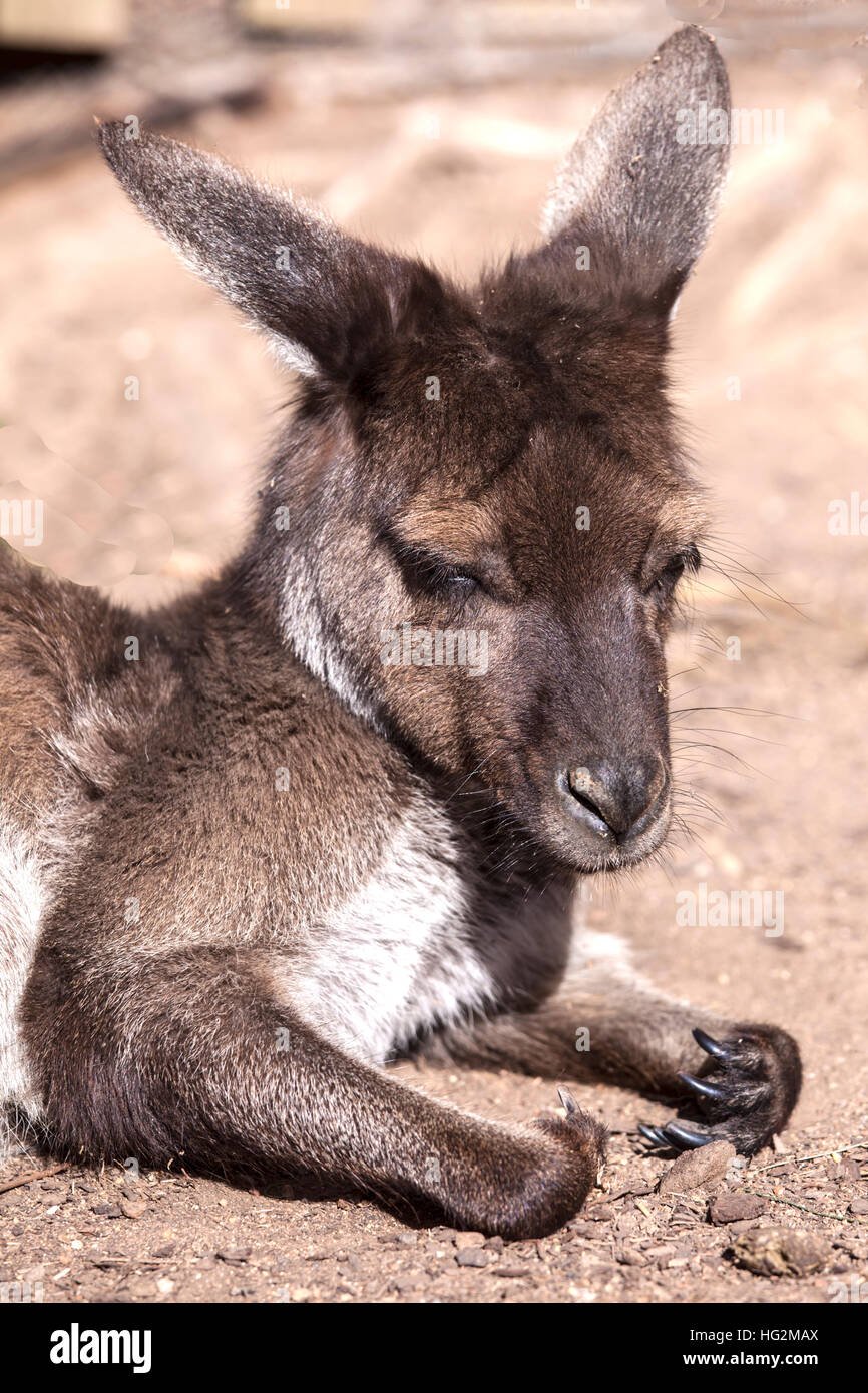 Kangaroo head hi-res stock photography and images - Alamy