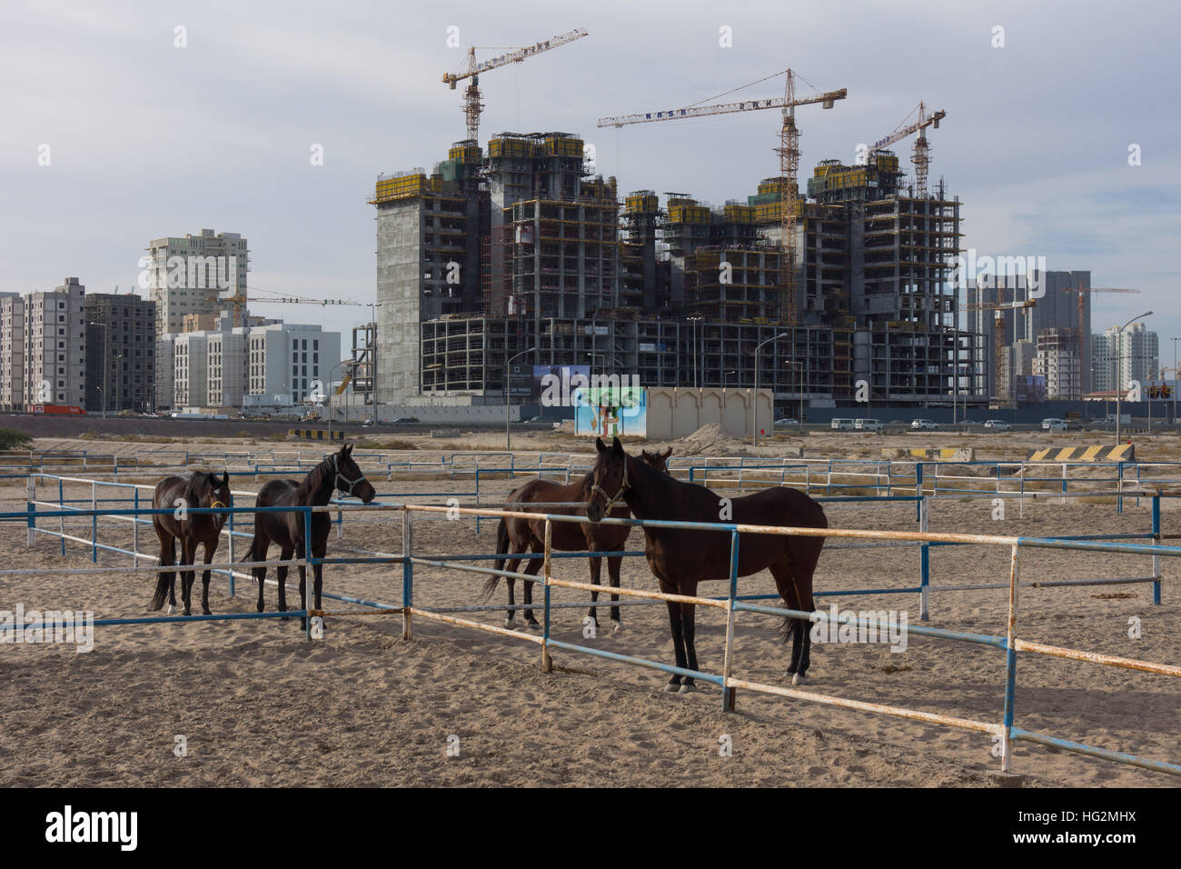 Horses on outskirts of kuwait city hi-res stock photography and images ...