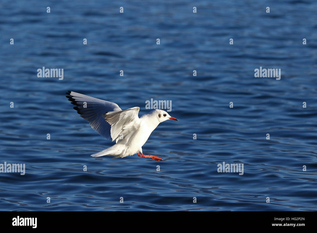 Common seagull in flight with open wings against blue water surface ...
