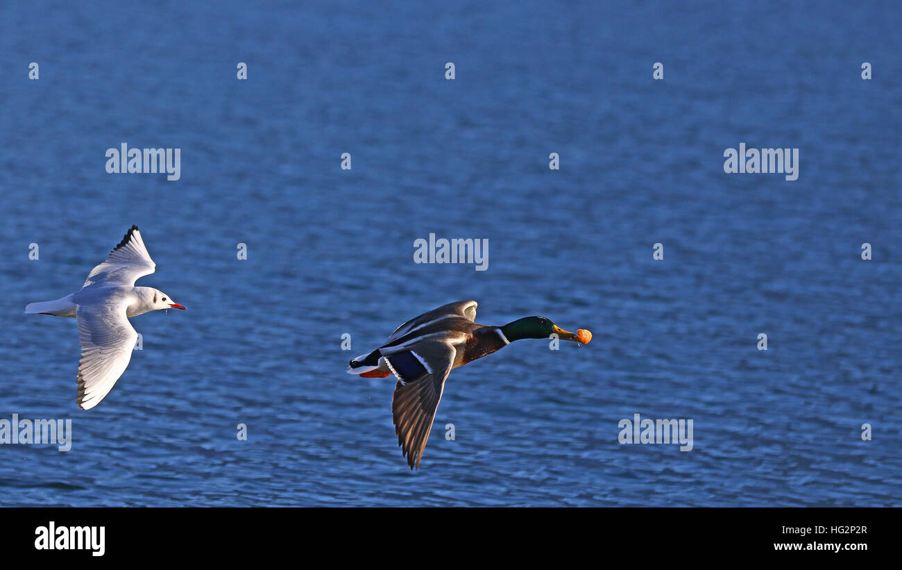Animal mobbing seagull trying steal hi-res stock photography and images ...