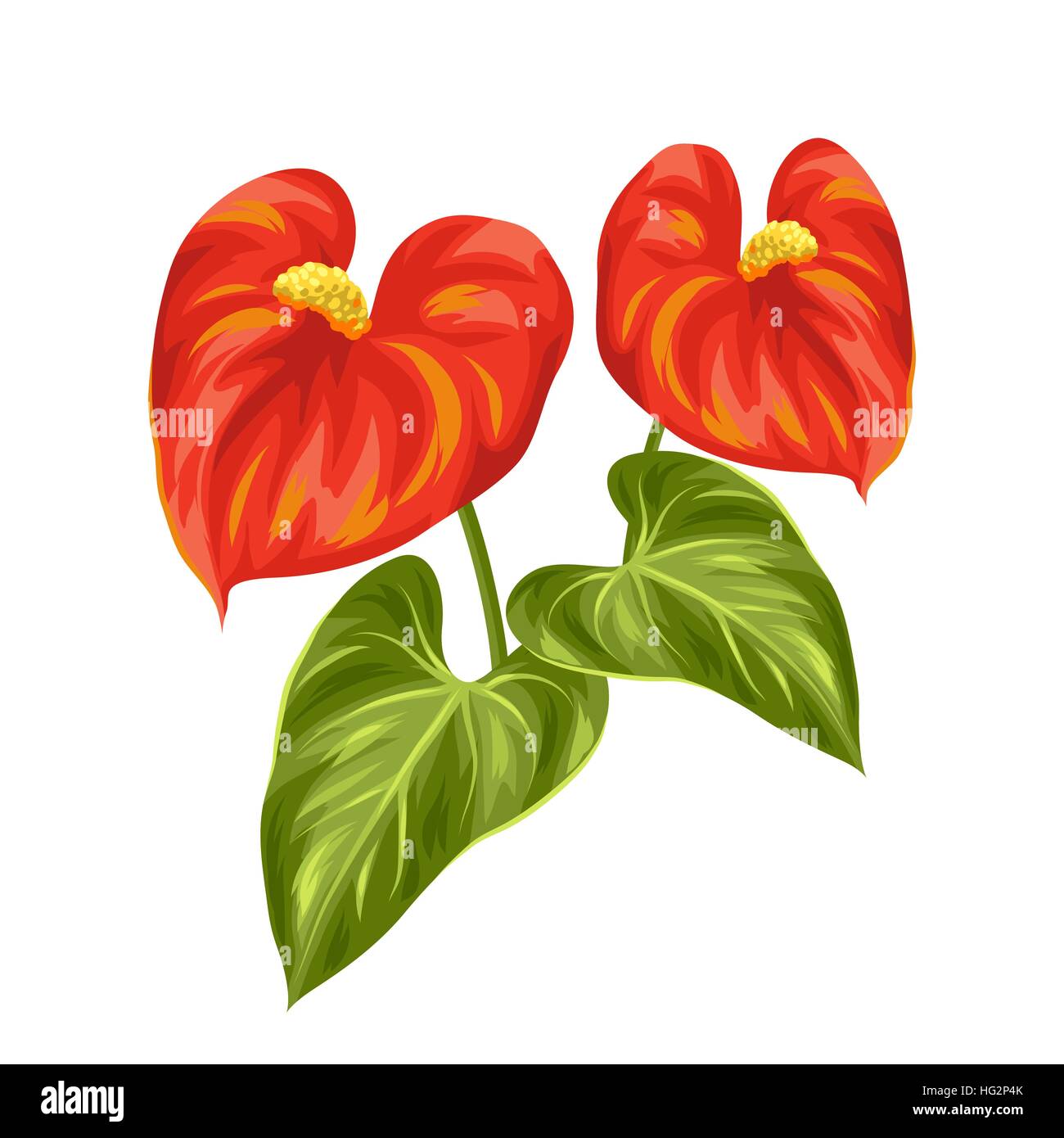 Two anthurium flowers Stock Vector Images - Alamy
