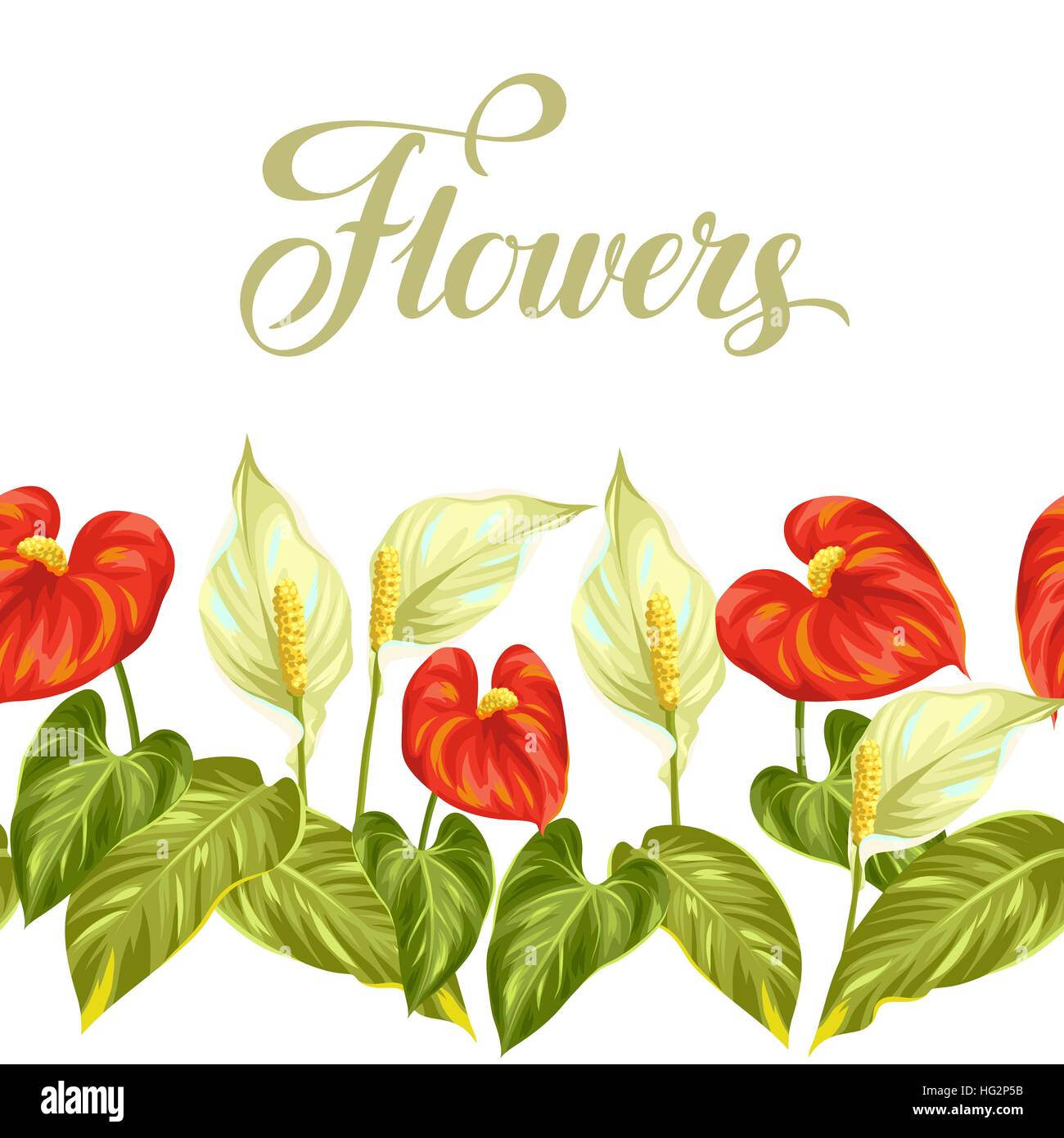 Seamless border with flowers spathiphyllum and anthurium Stock Vector ...