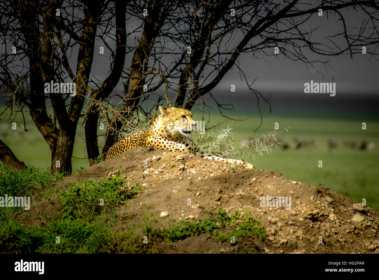 Cheetah ears hi-res stock photography and images - Alamy
