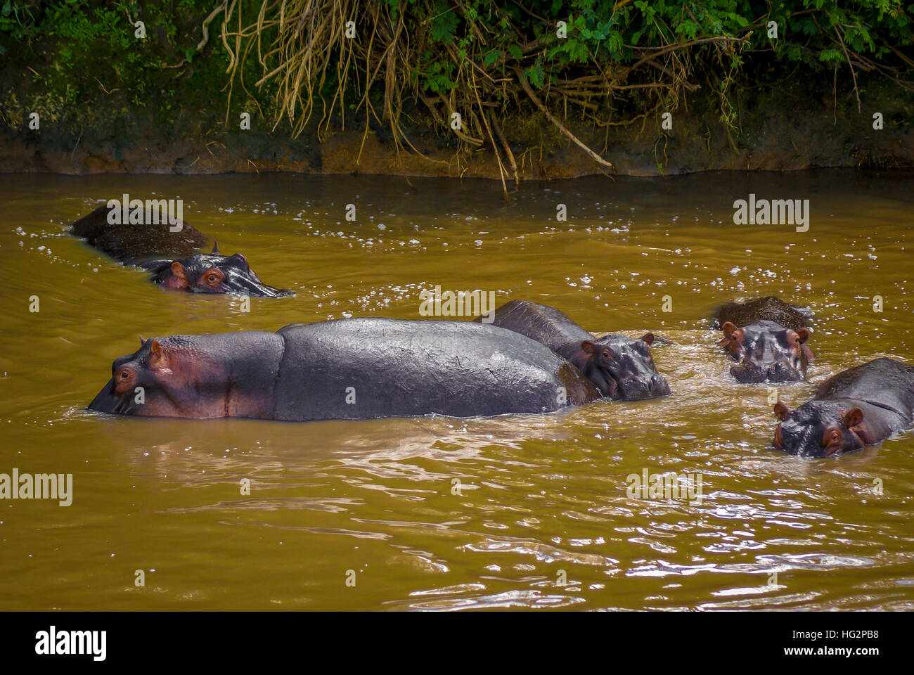 Hippo in a river Stock Photo - Alamy