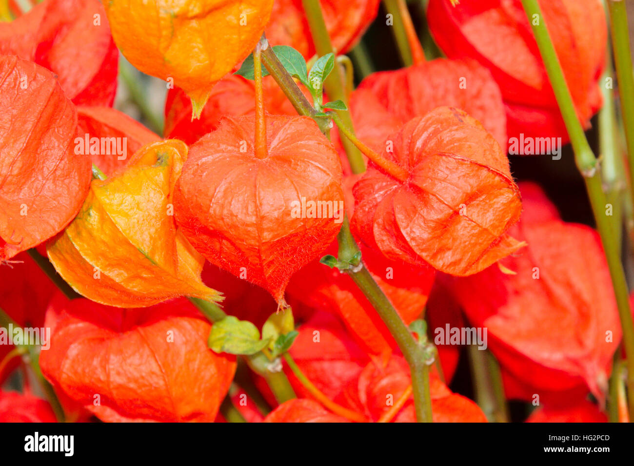 Chinese lantern flowers hi-res stock photography and images - Alamy