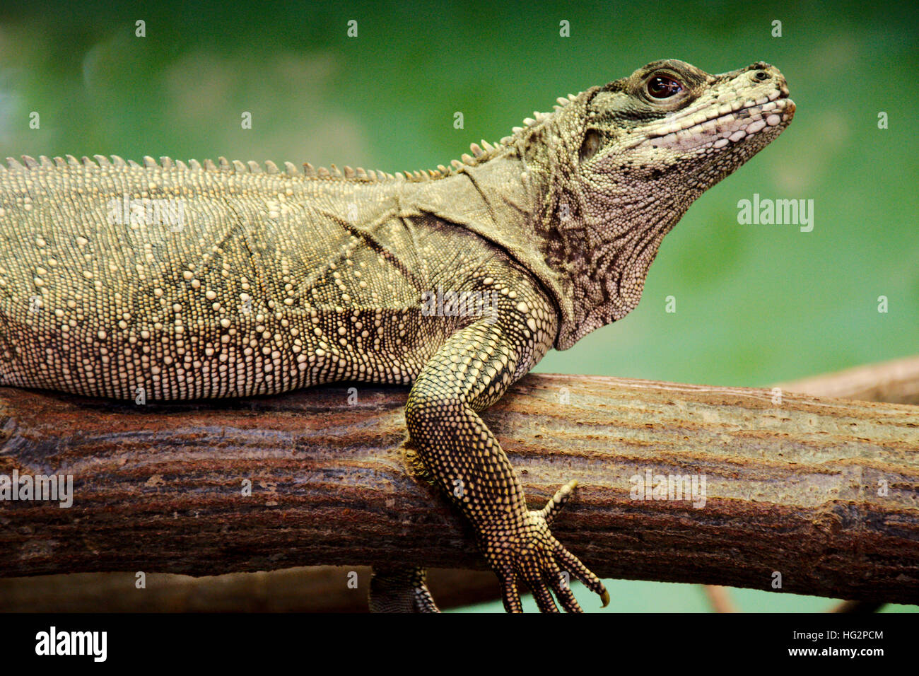 Sailfin lizard hi-res stock photography and images - Alamy