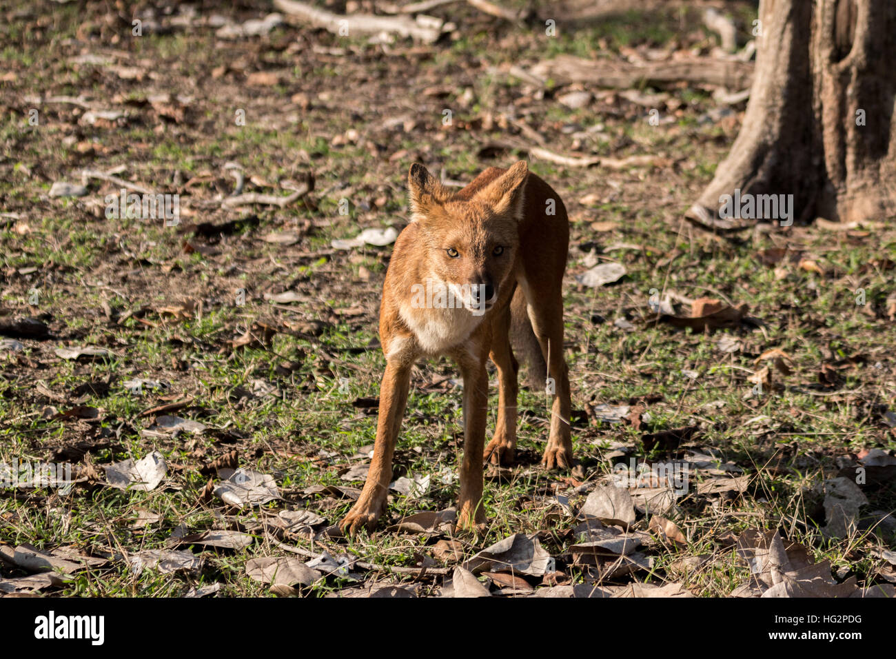 Dhole - Indian Wild Dog Stock Photo - Alamy