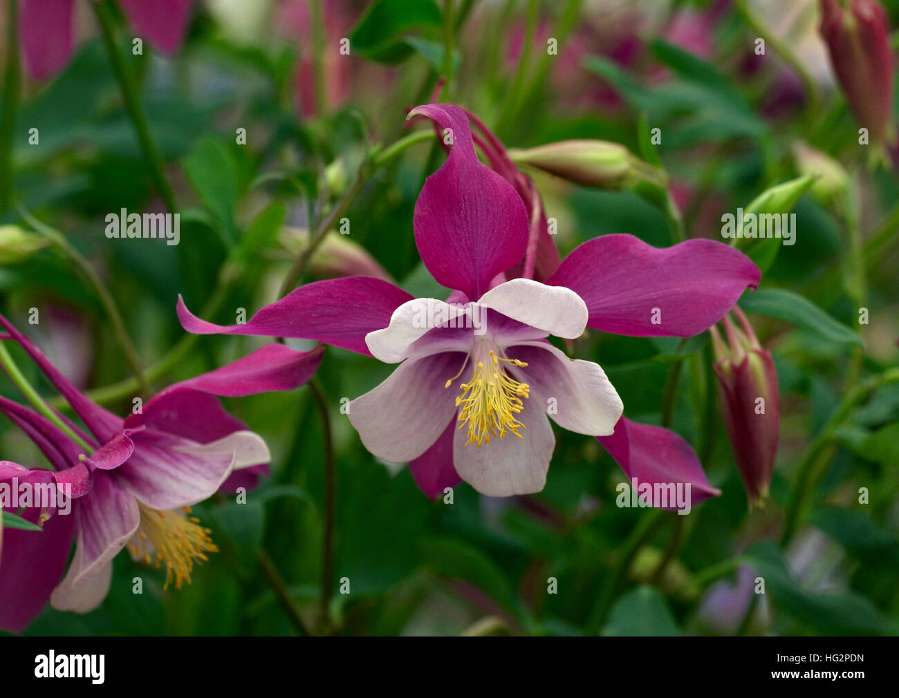 Aquilegia 'Skylark' Songbird series Stock Photo - Alamy