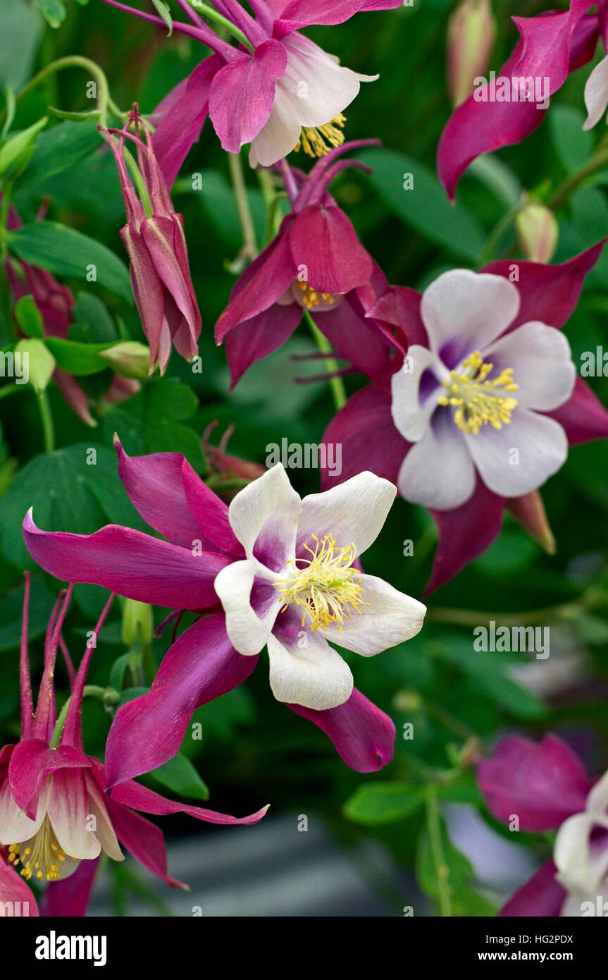 Aquilegia 'Skylark' Songbird series flowering in a cottage garden Stock ...