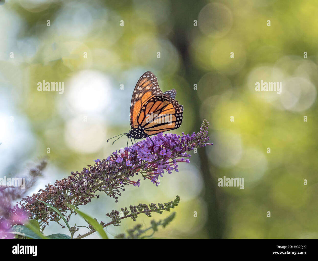 Butterfly bush family hi-res stock photography and images - Alamy
