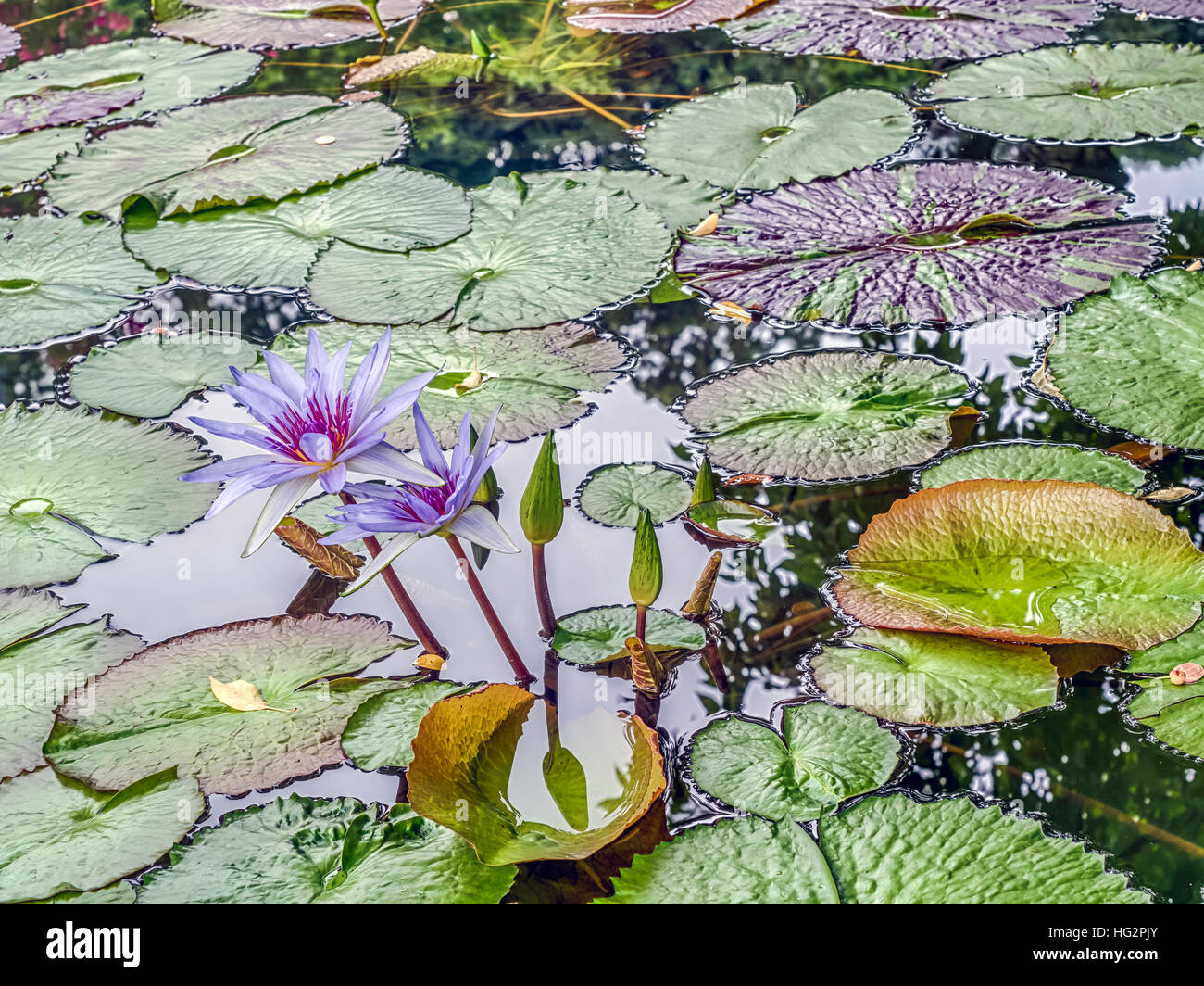 Nymphaeaceae is a family of flowering plants. Members of this family ...