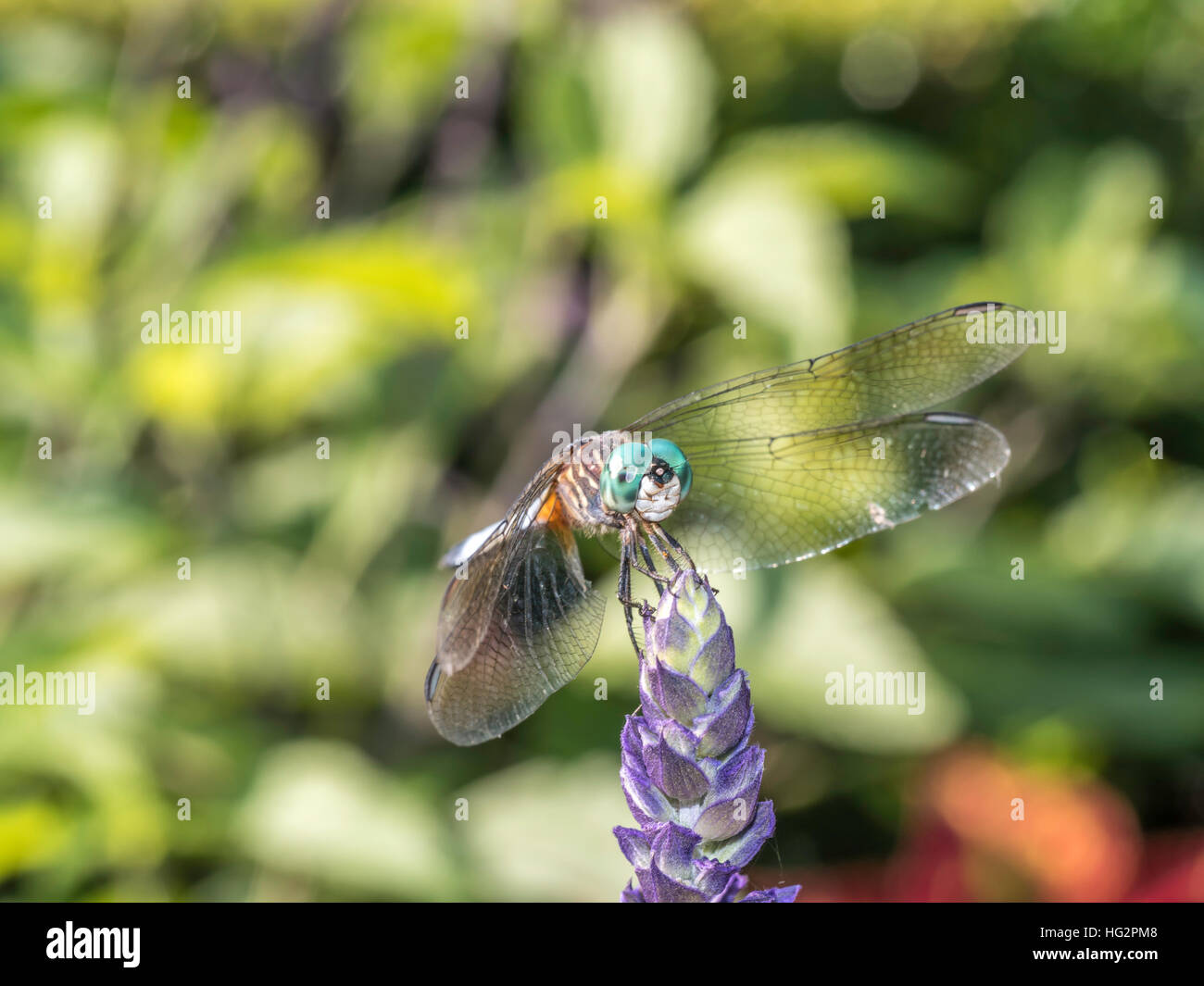 Green darne hi-res stock photography and images - Alamy