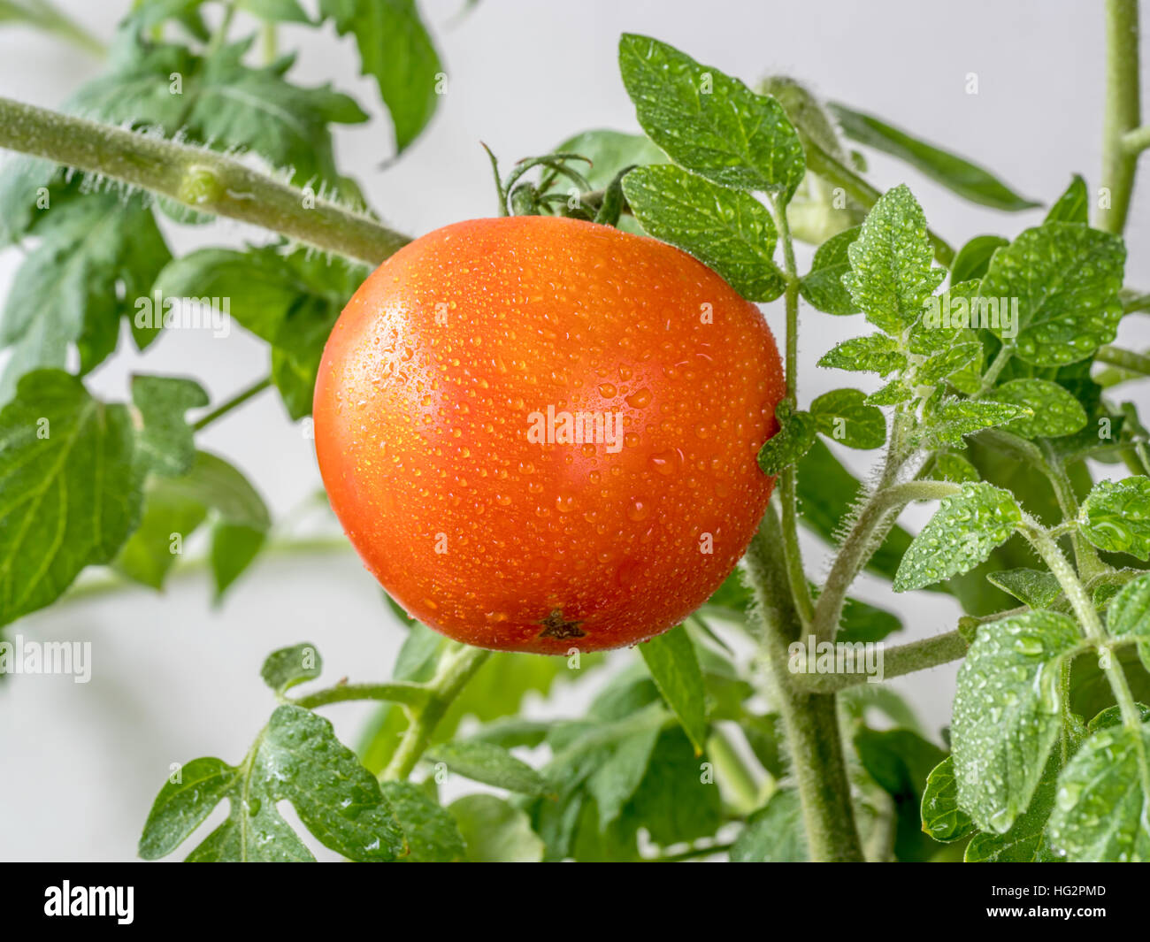 Tomato on the vine hi-res stock photography and images - Alamy