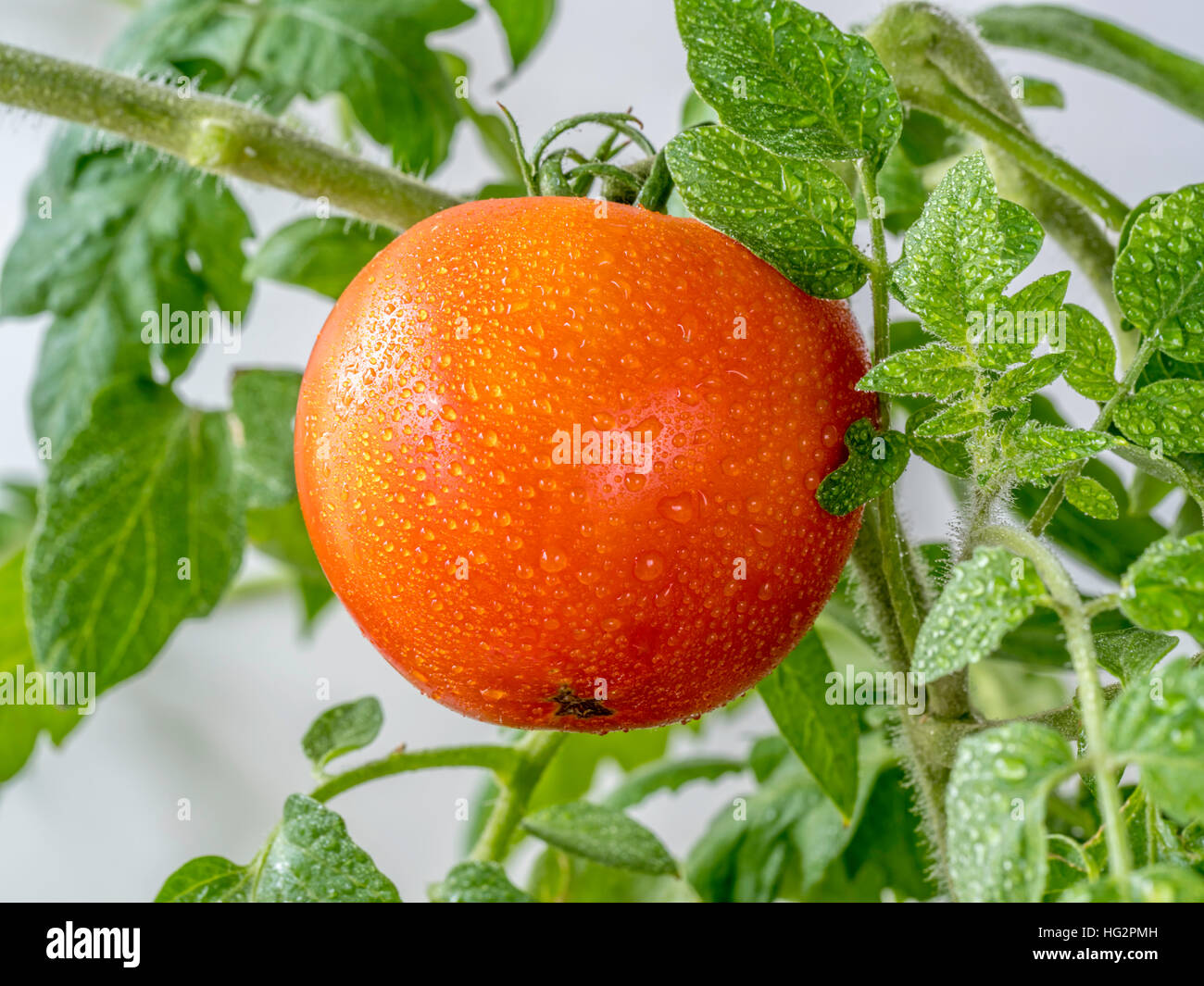 Fresh tomato on the vine in summer Stock Photo - Alamy