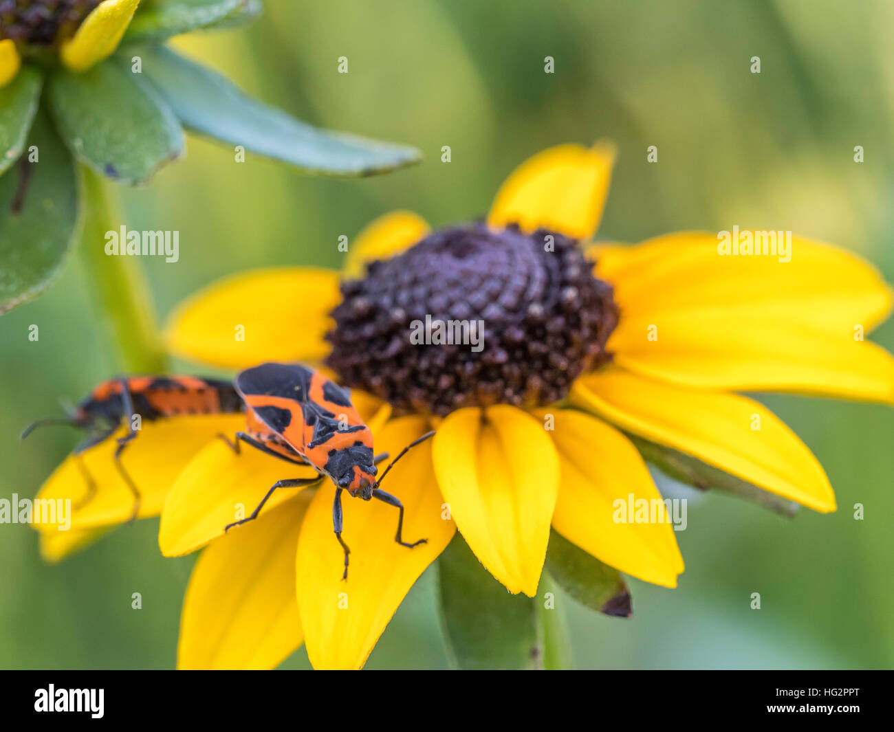 Golden bugs hi-res stock photography and images - Alamy