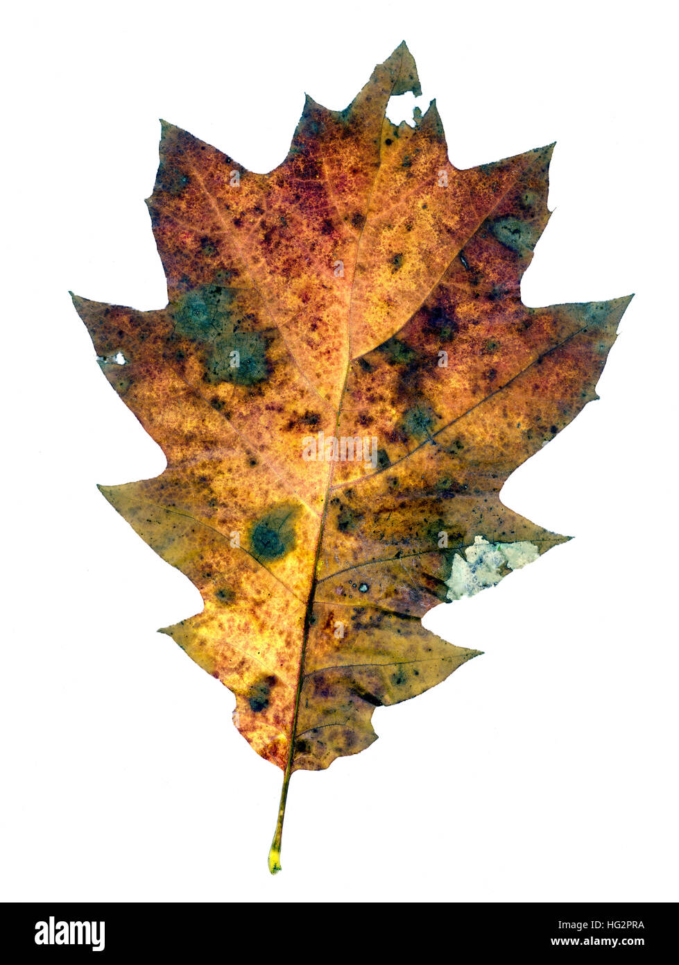 Forest fall autumn leaves Cut Out Stock Images & Pictures - Alamy