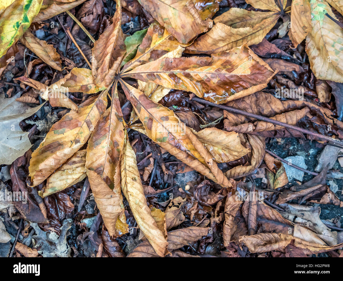 Autumn leaves on forest floor in state of decay Stock Photo - Alamy