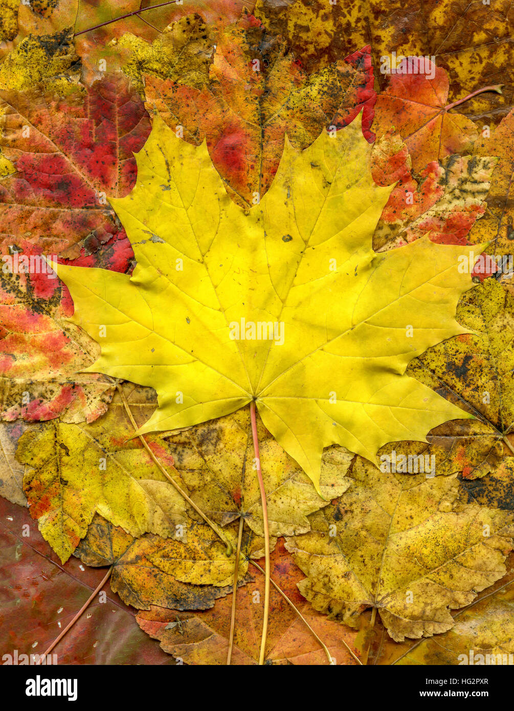 close up in studio of Autumn leaves maple Stock Photo - Alamy