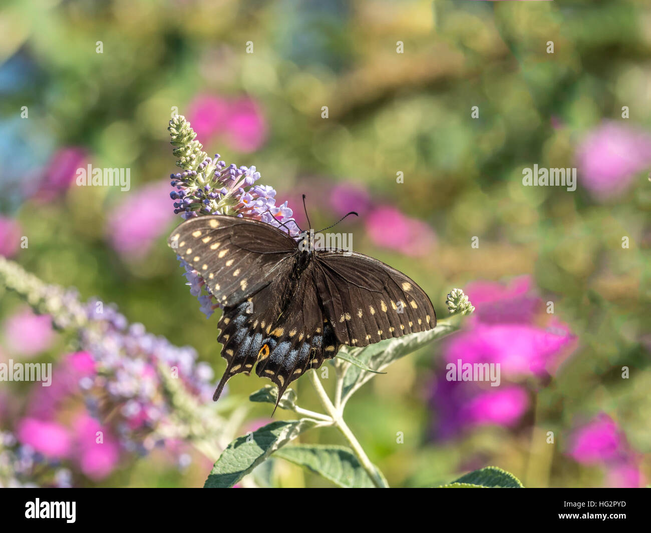 Eastern tiger swallowtail, Papilio glaucus is a species of swallowtail ...