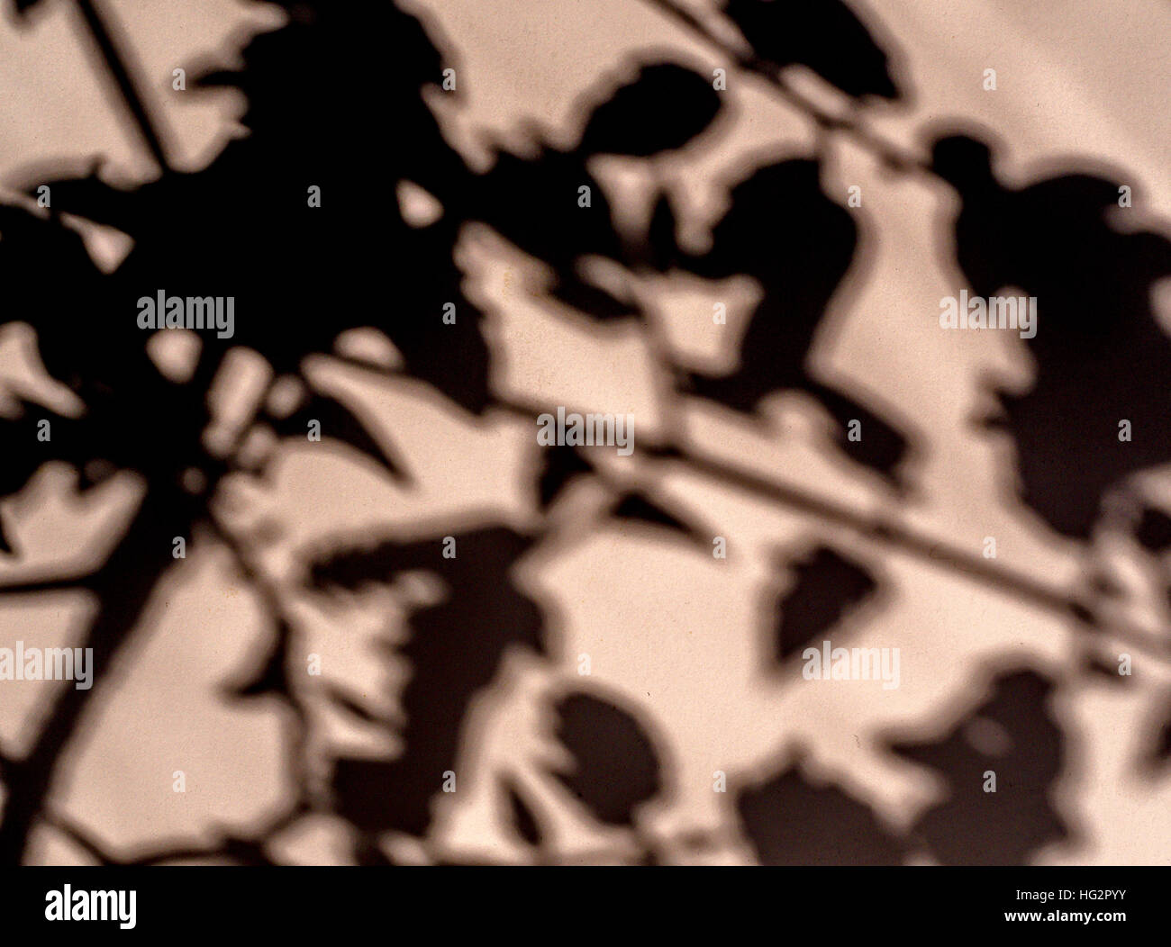 late afternoon with shadows on the wall from plants Stock Photo - Alamy