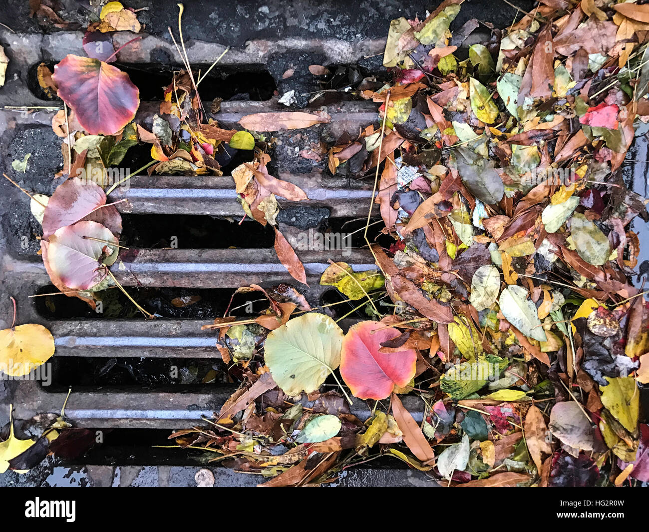 Leaves in drain hi-res stock photography and images - Alamy