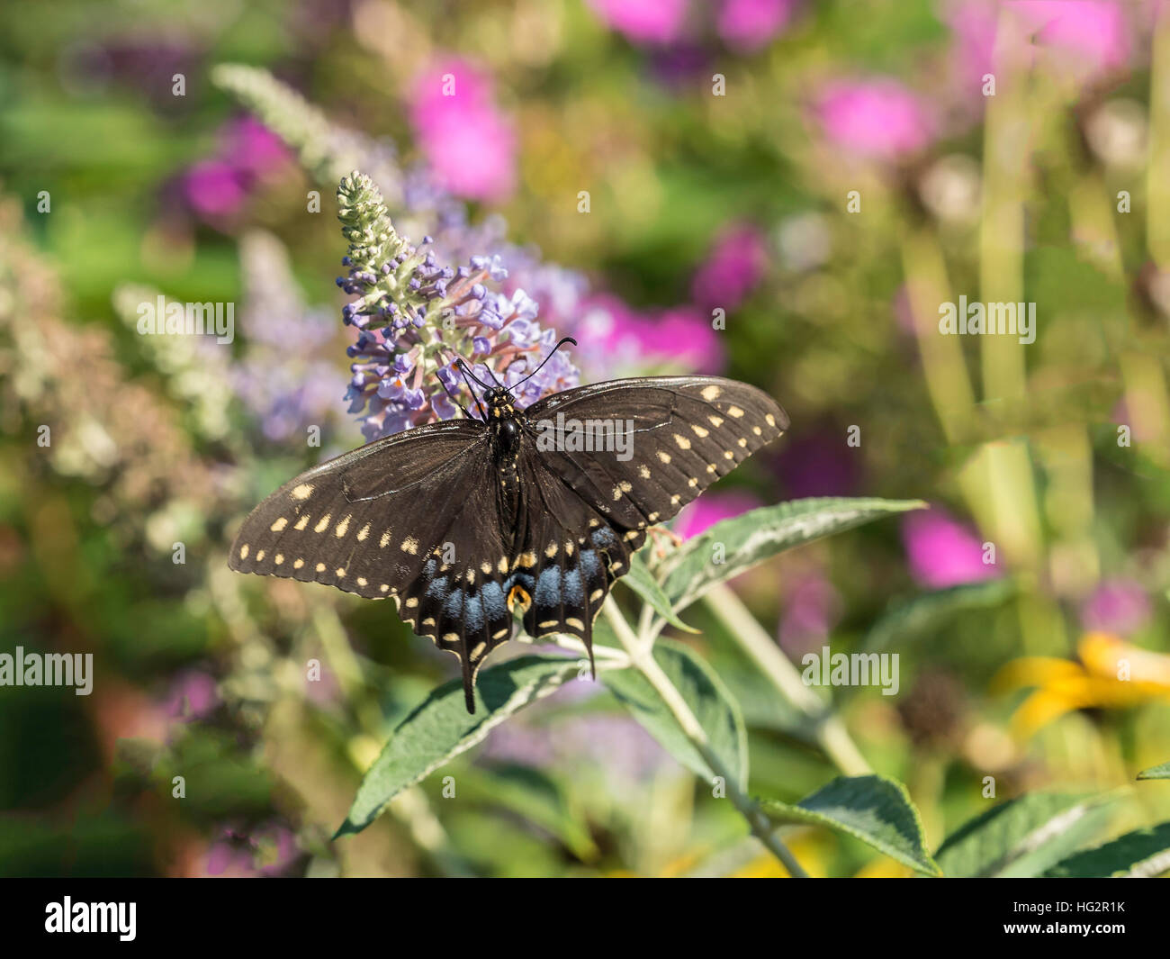 Eastern tiger swallowtail, Papilio glaucus is a species of swallowtail ...