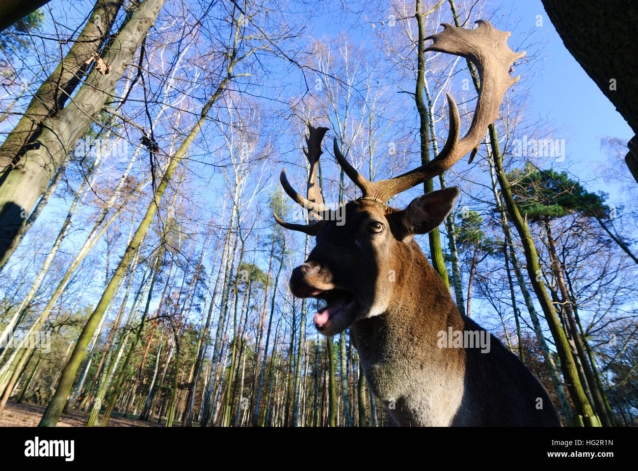 Dresden: Fallow buck (Dama dama), , Sachsen, Saxony, Germany Stock ...