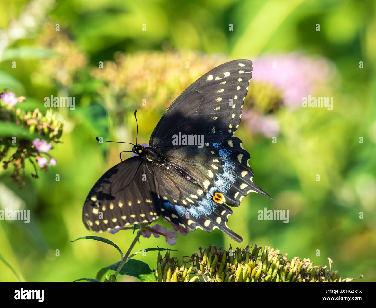 Eastern tiger swallowtail, Papilio glaucus is a species of swallowtail ...