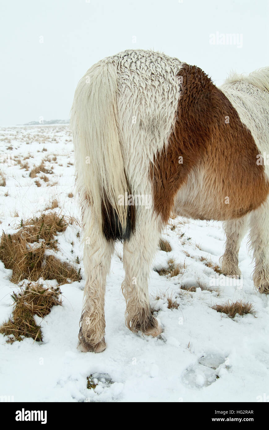 Rear view of wild pony on Dartmoor, England UK Stock Photo - Alamy