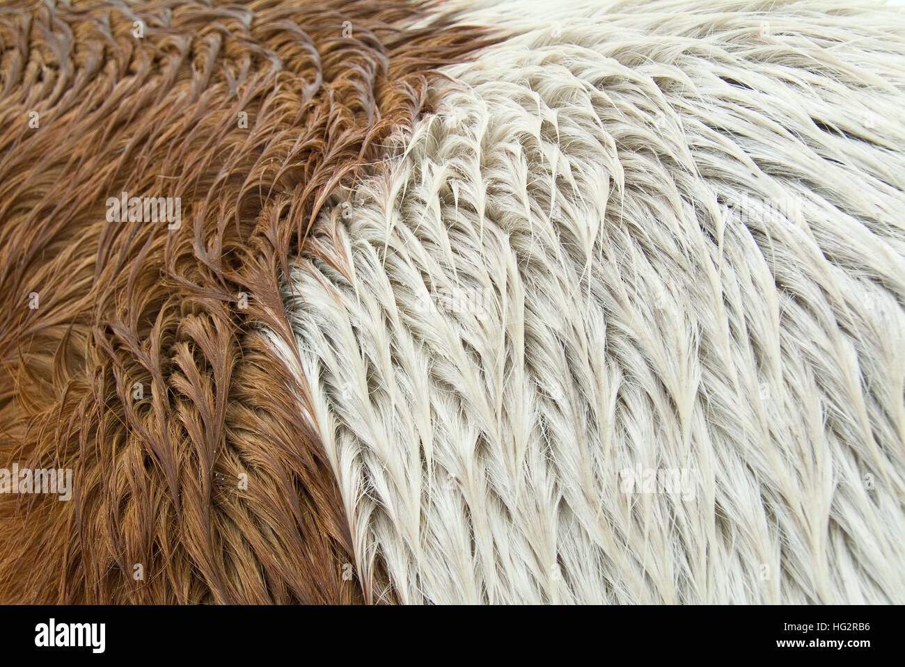 Pony texture hi-res stock photography and images - Alamy