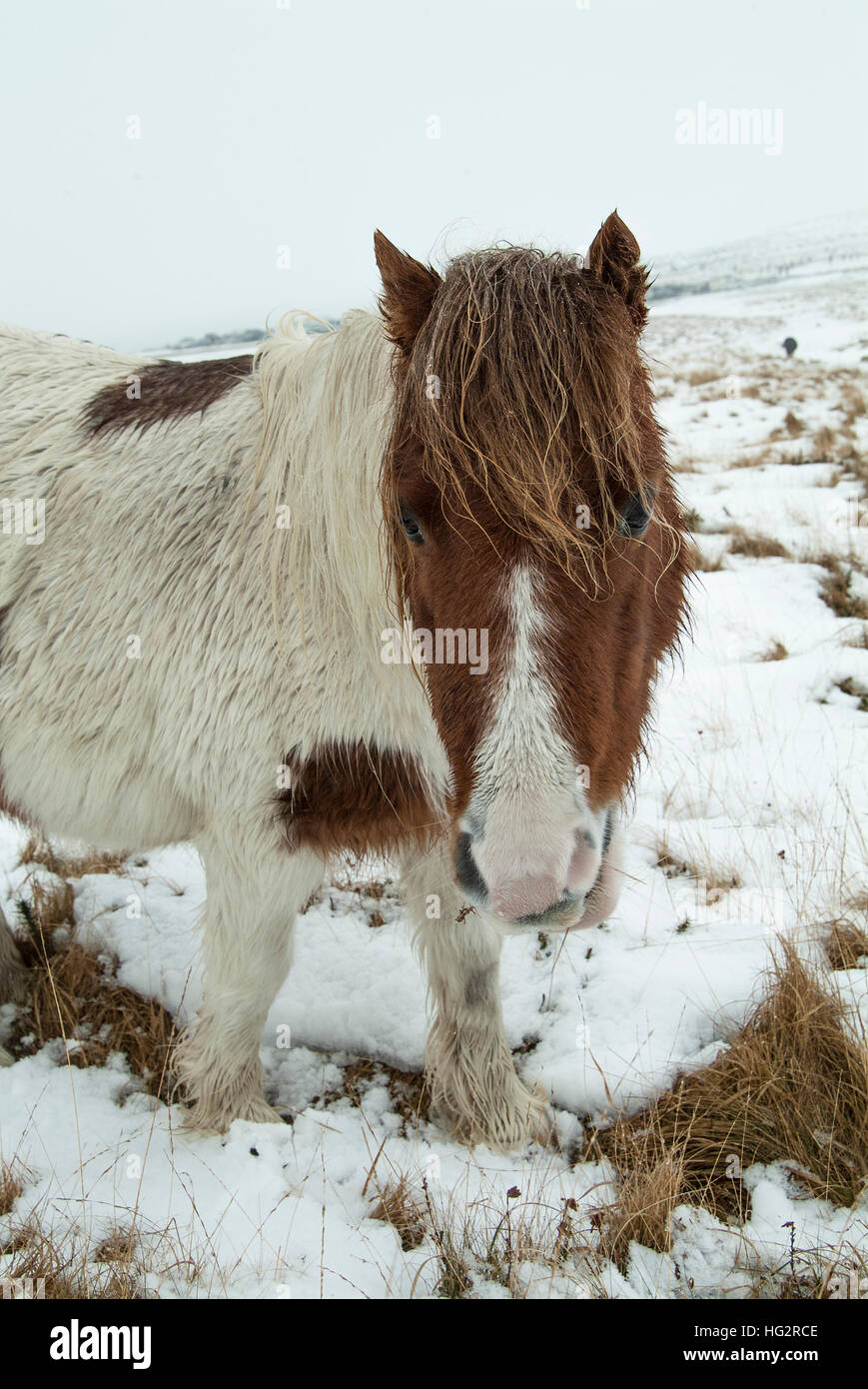 Wild pony on Dartmoor, England UK Stock Photo - Alamy
