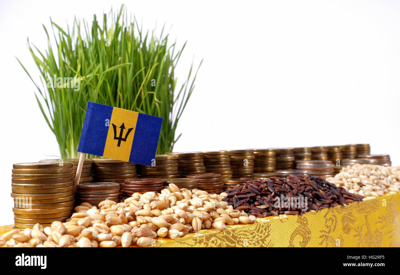 Barbados flag waving with stack of money coins and piles of wheat and ...