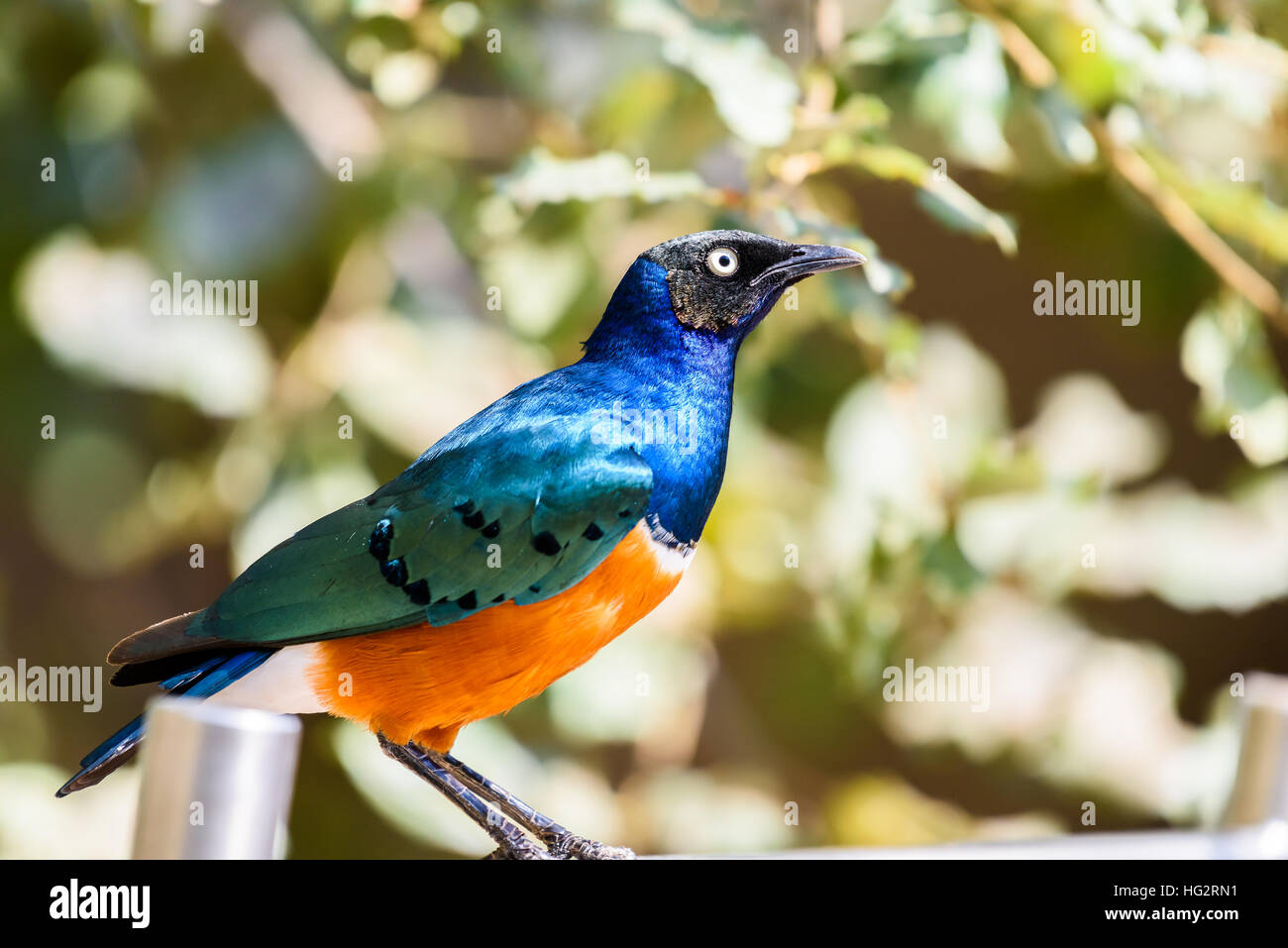 Superb Starling (Lamprotornis Superbus) Bird Stock Photo - Alamy